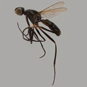 The Biodiversity of Singapore- Toxopoda sp. ZRC_BDP0314208