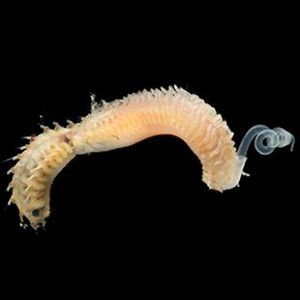 The Biodiversity of Singapore- Scolelepis sp. SS-1008