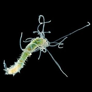 The Biodiversity of Singapore- Terebellidae sp. ARM-0231