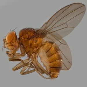 The Biodiversity of Singapore- Drosophilidae sp. ZRC_BDP0311028