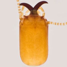 The Biodiversity of Singapore- Microcerotermes serratus