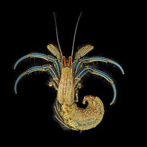 The Biodiversity of Singapore- Clibanarius longitarsus