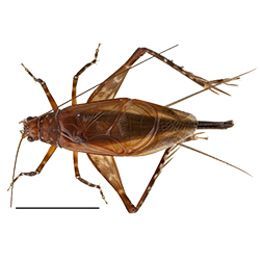 The Biodiversity of Singapore- Trellius (Protrellius) neesoon