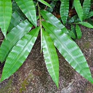The Biodiversity of Singapore- Centotheca lappacea