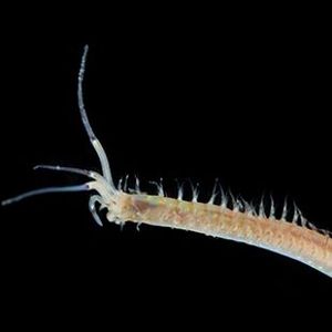 The Biodiversity of Singapore- Onuphidae sp. SEA-4014