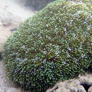 The Biodiversity of Singapore- Galaxea sp.