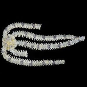 The Biodiversity of Singapore- Ophiocentrus sp.