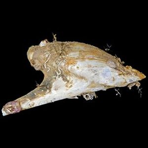 The Biodiversity of Singapore- Pteria sp. 1