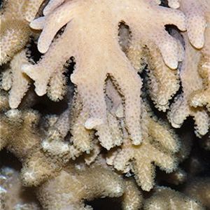 The Biodiversity of Singapore- Sinularia sp.