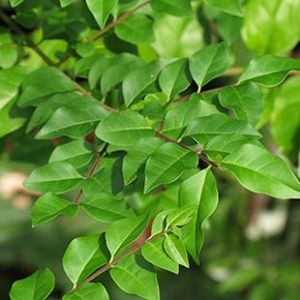 The Biodiversity of Singapore- Gmelina asiatica