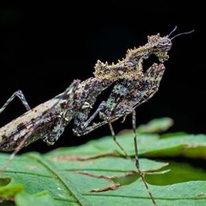 The Biodiversity of Singapore- Haania sp.