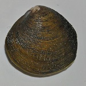 The Biodiversity of Singapore- Geloina expansa