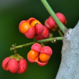 The Biodiversity of Singapore- Harpullia ramiflora