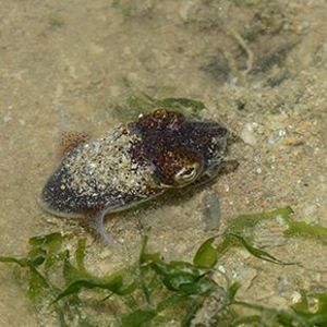 The Biodiversity of Singapore- Sepiida sp.