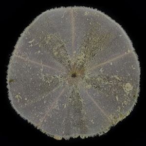 The Biodiversity of Singapore- Peronella sp.