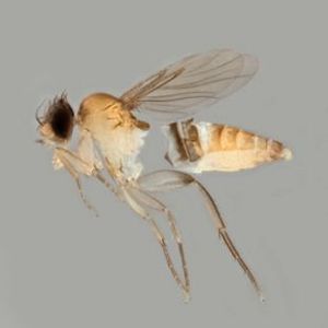 The Biodiversity of Singapore- Megaselia sp. ZRC_BDP0155264