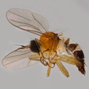 The Biodiversity of Singapore- Hybotidae sp. ZRC_BDP0287285