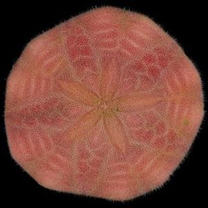 The Biodiversity of Singapore- Clypeasteroida sp. 2