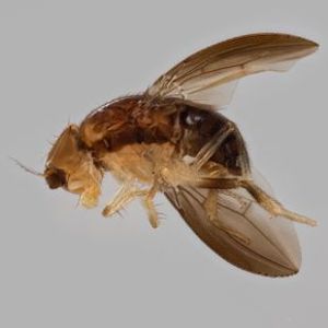 The Biodiversity of Singapore- Drosophilidae sp. ZRC_BDP0296993