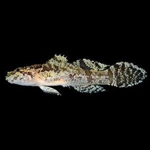 The Biodiversity of Singapore- Callogobius hasseltii