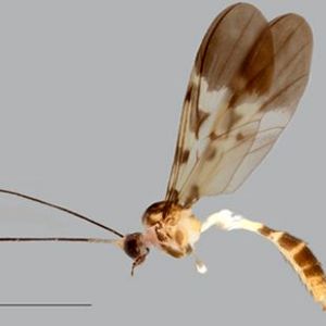 The Biodiversity of Singapore- Macrocera sp. ZRCBDP0048635