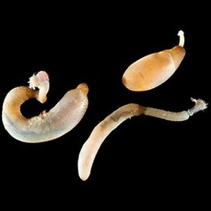 The Biodiversity of Singapore- Peanut worm sp. 10