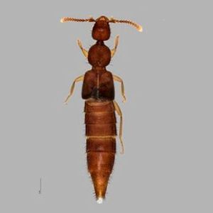 The Biodiversity of Singapore- Diochus pulchellus