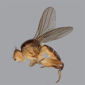 The Biodiversity of Singapore- Chloropidae sp. ZRC_BDP0089563