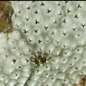 The Biodiversity of Singapore- Didemnidae sp. 24