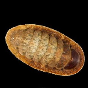 The Biodiversity of Singapore- Polyplacophora sp. 10