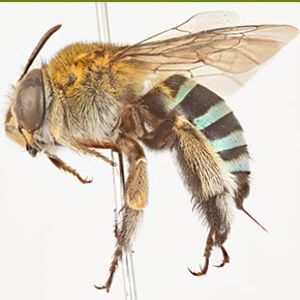 The Biodiversity of Singapore- Amegilla (Zonamegilla) andrewsi