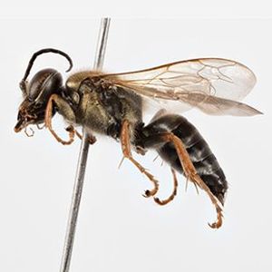 The Biodiversity of Singapore- Tachytes modestus