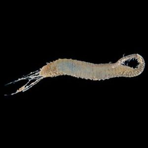 The Biodiversity of Singapore- Flabelligeridae sp. 8