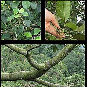 The Biodiversity of Singapore- Endospermum diadenum