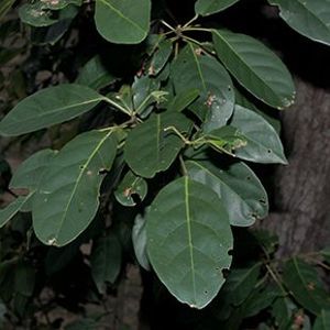 The Biodiversity of Singapore- Elaeocarpus floribundus