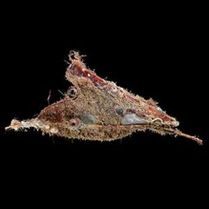 The Biodiversity of Singapore- Pteria sp. 3