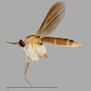 The Biodiversity of Singapore- Manota sp. ZRCBDP0047826