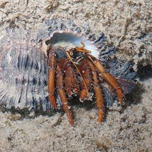 The Biodiversity of Singapore- Clibanarius sp.