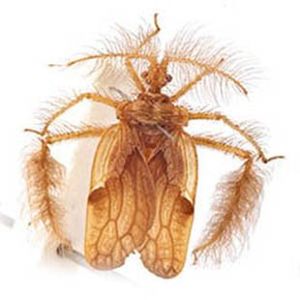 The Biodiversity of Singapore- Holoptilus leprosus