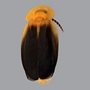 The Biodiversity of Singapore- Pyrocoelia fumigata