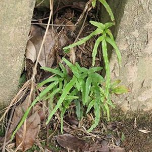 The Biodiversity of Singapore- Pteris multifida