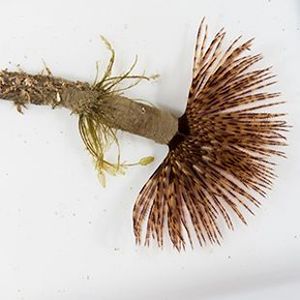 The Biodiversity of Singapore- Sabellidae sp. INT-0211