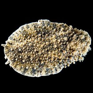 The Biodiversity of Singapore- Onchidium sp. 1