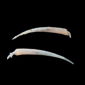 The Biodiversity of Singapore- Scaphopod sp. 8