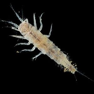 The Biodiversity of Singapore- Tanaid sp. 11