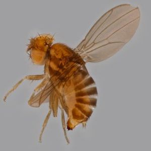 The Biodiversity of Singapore- Drosophilidae sp. ZRC_BDP0294590