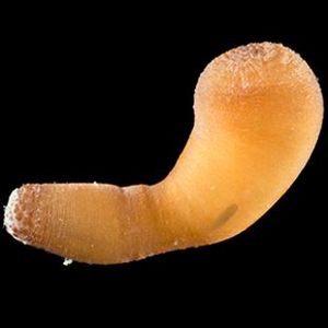 The Biodiversity of Singapore- Peanut worm sp. 7