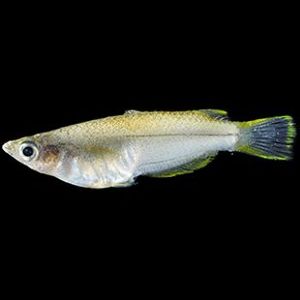 The Biodiversity of Singapore- Oryzias javanicus