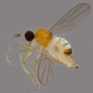 The Biodiversity of Singapore- Hybotidae sp. ZRC_BDP0287072