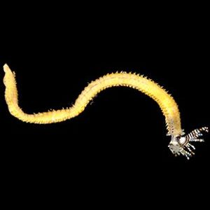 The Biodiversity of Singapore- Sabellidae sp. JS-0561